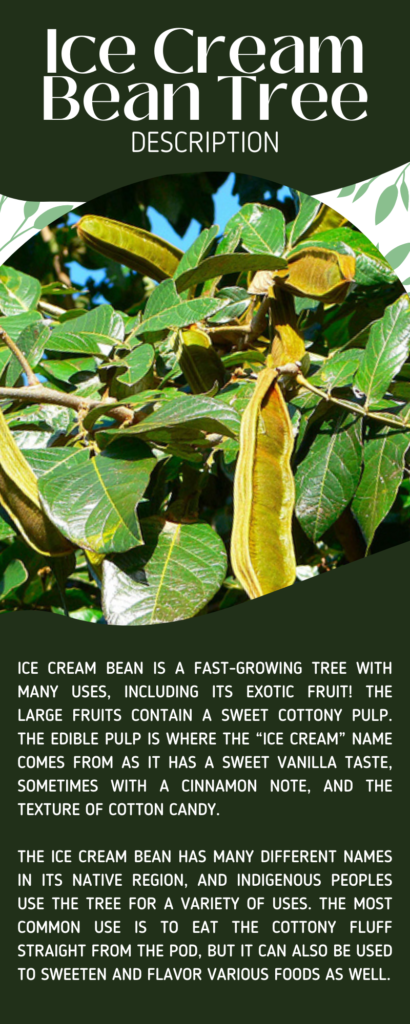 Ice Cream Bean Tree – Mountain